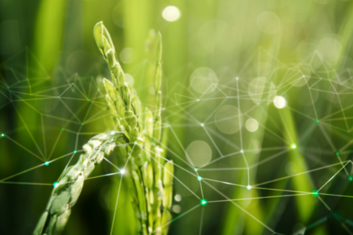Digital transformation in agriculture in Vietnam